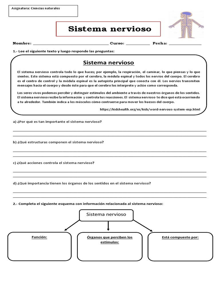 Guía Sistema Nervioso 4° Basico | Descargar gratis PDF | Cerebro ... Guía Sistema Nervioso 4° Basico | Descargar gratis PDF | Cerebro ...
