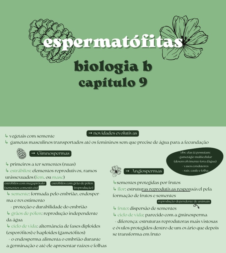 Espermatófitas | PDF