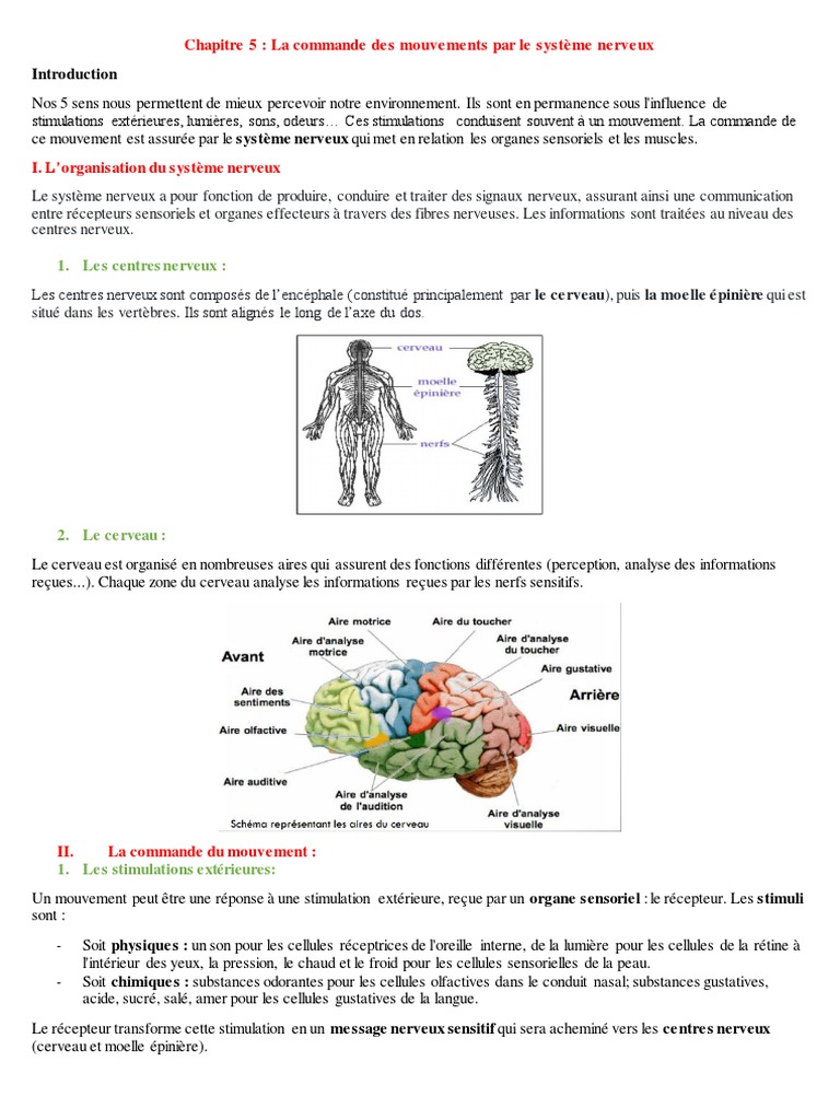 Commande des mouvements et système nerveux | PDF | Système nerveux ...