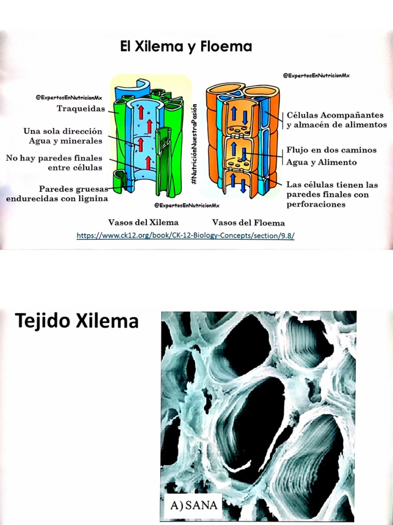 Xilema y Floema | PDF