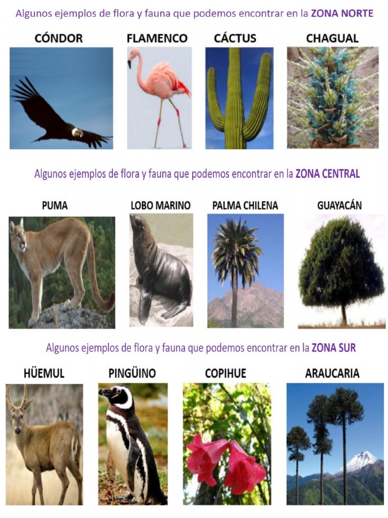 Flora y Fauna Por Zonas en Chile | PDF