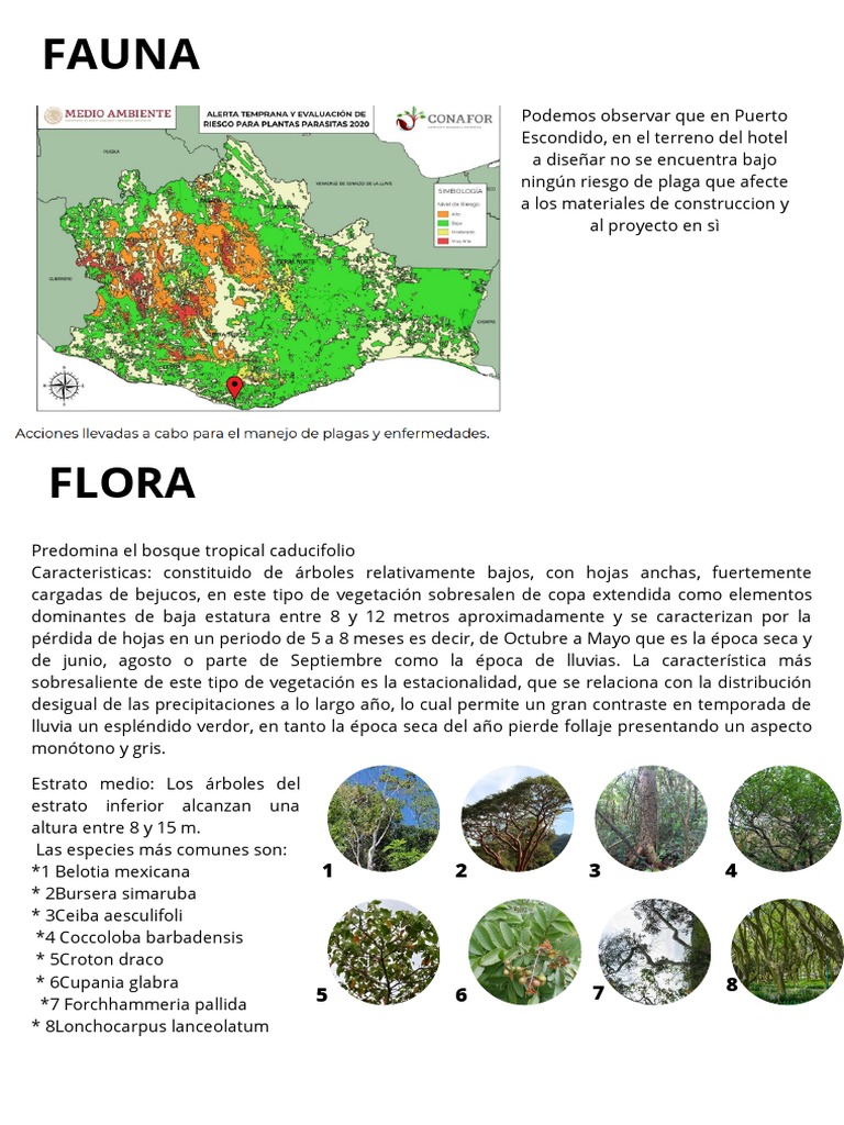 Flora y Fauna | PDF | Arboles | Botánica