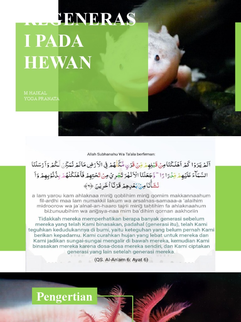 Regenerasi Perkembangan Hewan | PDF