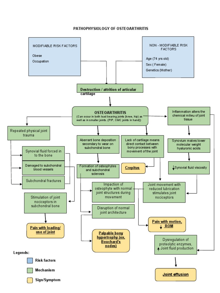 Pathophysiology of Osteoarthritis | PDF | Bone | Osteoarthritis