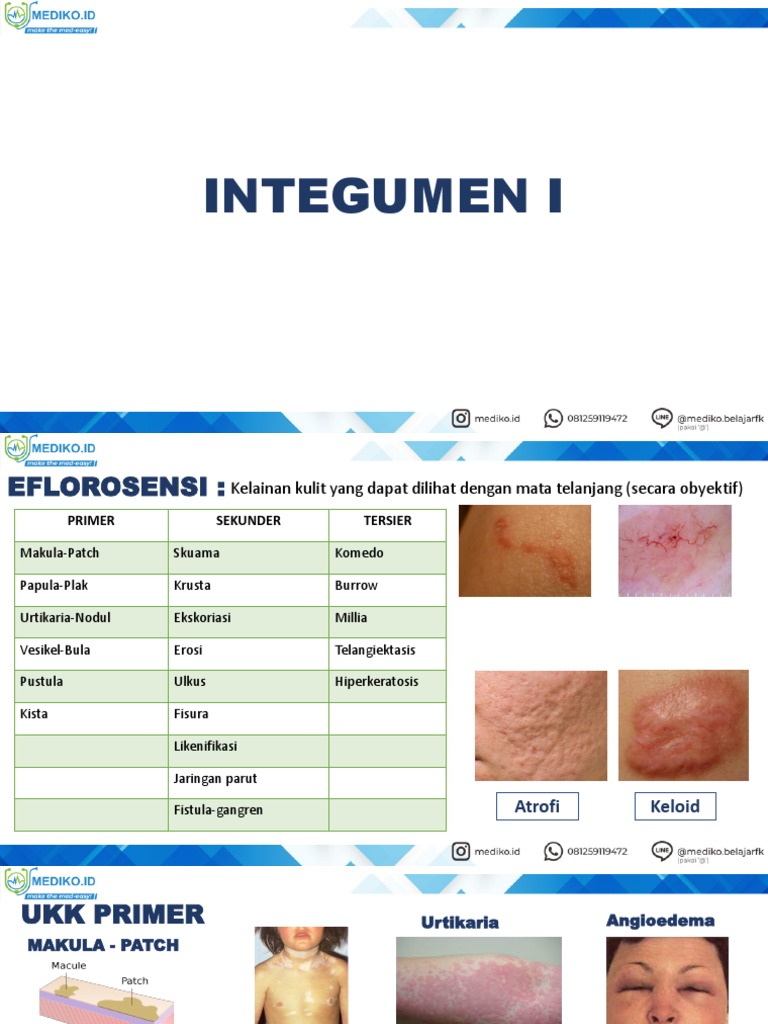 Integumen 1 Revisi 2 PDF | PDF