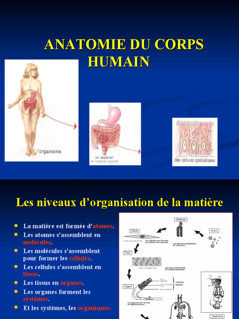 Anatomie Du Corps Humain | PDF | Système de référence en anatomie ...