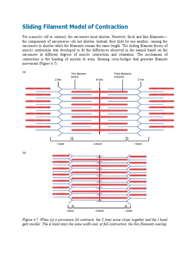 Sliding Filament Model of Muscle Contraction | PDF | Muscle Contraction ...