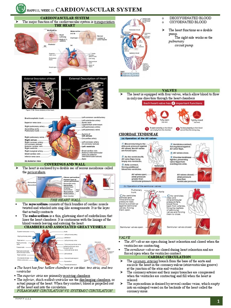 (Week 13) Cardiovascular System | PDF | Heart | Aorta