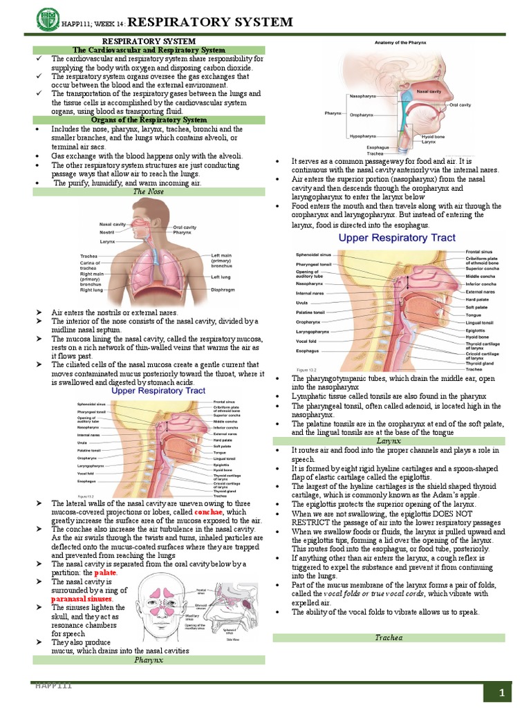 (Week 14) Respiratory System | PDF | Respiratory Tract | Lung