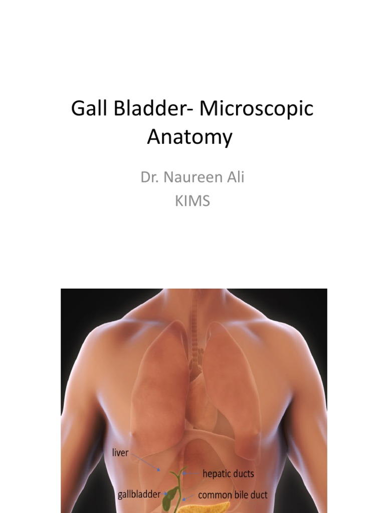 Gall Bladder & Appendix Microscopic Anatomy | PDF