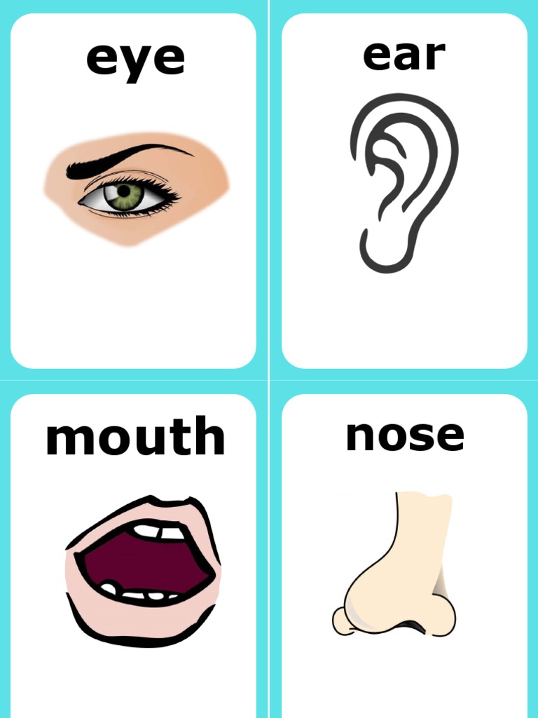 Body Parts Flashcards | PDF
