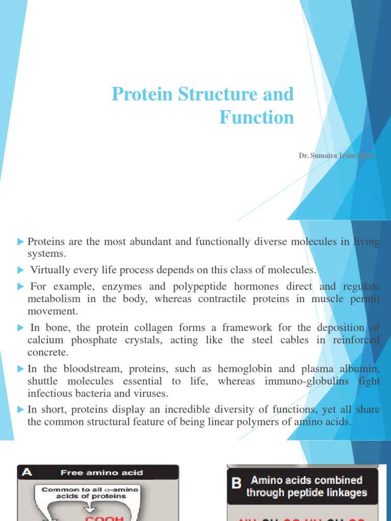Protein Structure and Function | PDF | Amino Acid | Beta Sheet