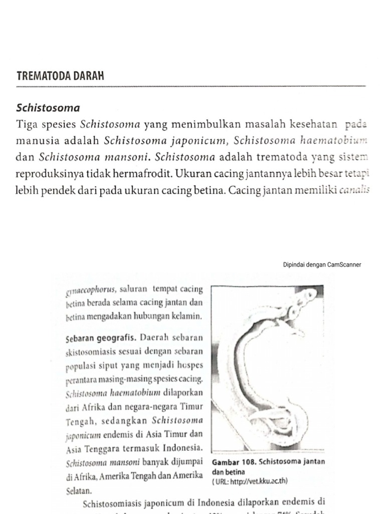 Trematoda Darah - Filum Trematoda | PDF