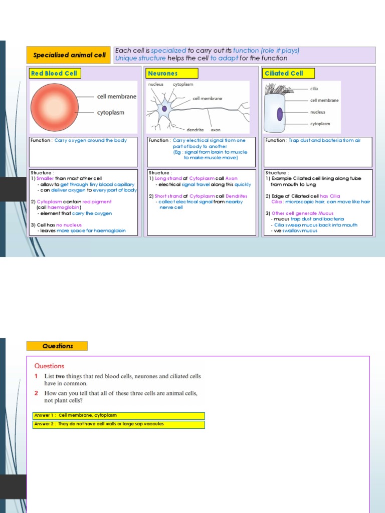 1.3 Specialised Cells | PDF | Cell (Biology) | Neuron