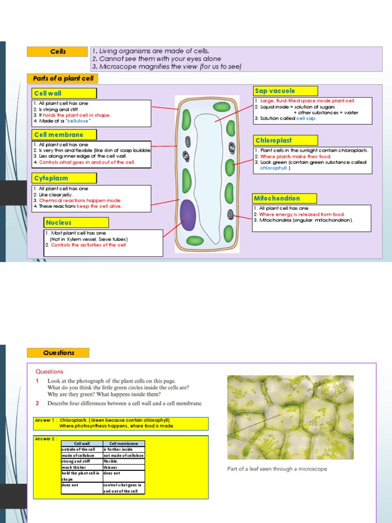 1.1 Plant Cells | PDF | Chloroplast | Cell (Biology)