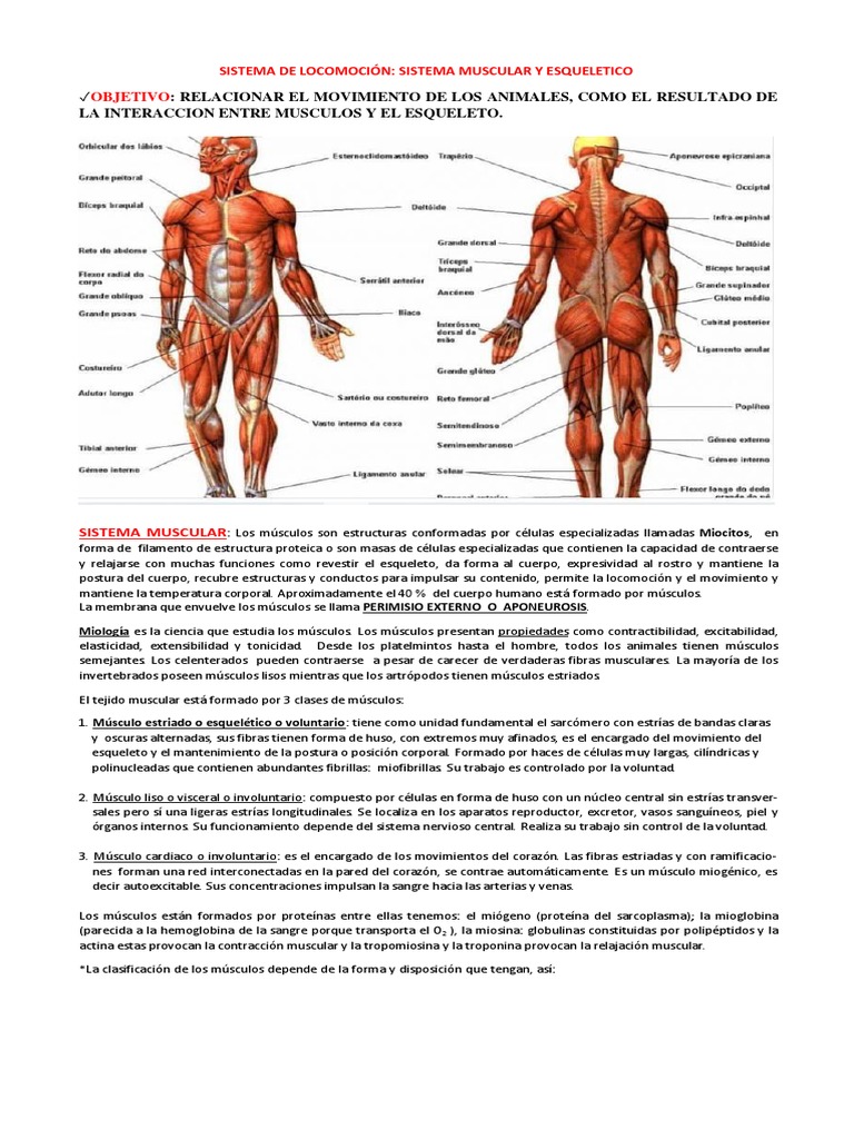 Sistema de Locomoción Luis Eduardo P | PDF | Articulación | Músculo