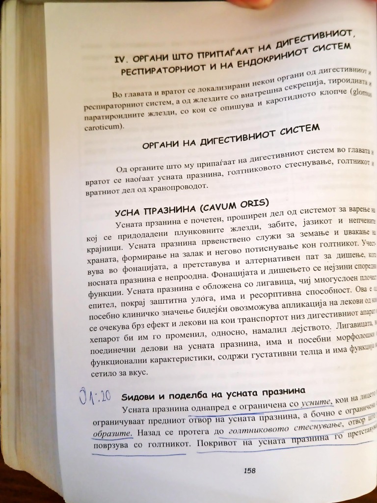 A3-Prv Del | PDF | Animal Anatomy | Mouth