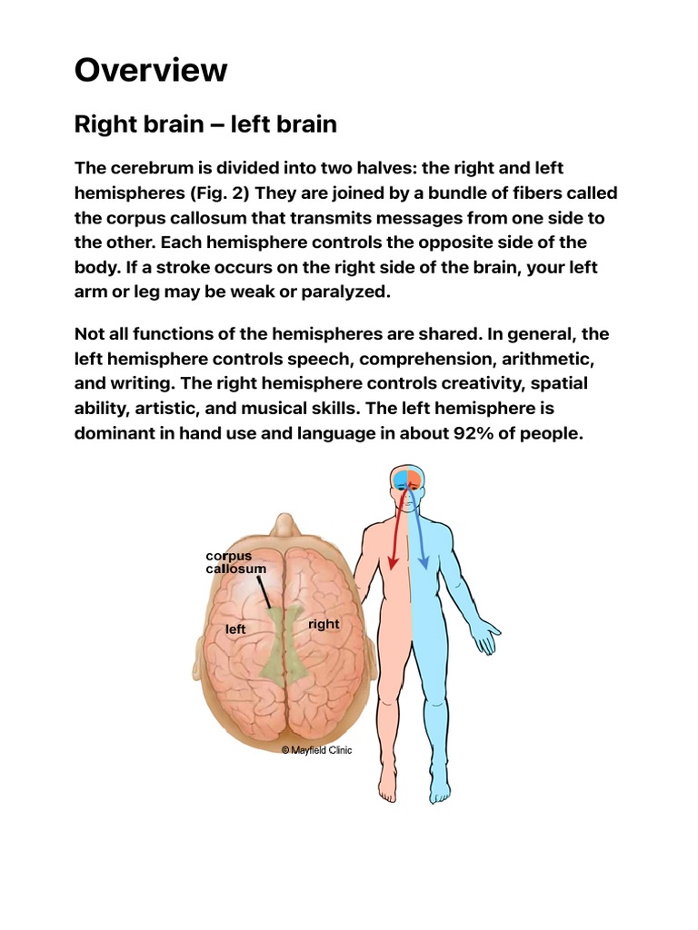 Brain Anatomy, Anatomy of The Human Brain - Mayfield Brain & Spine ...