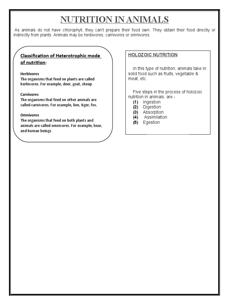 Nutrition in Animals | PDF | Mouth | Digestion