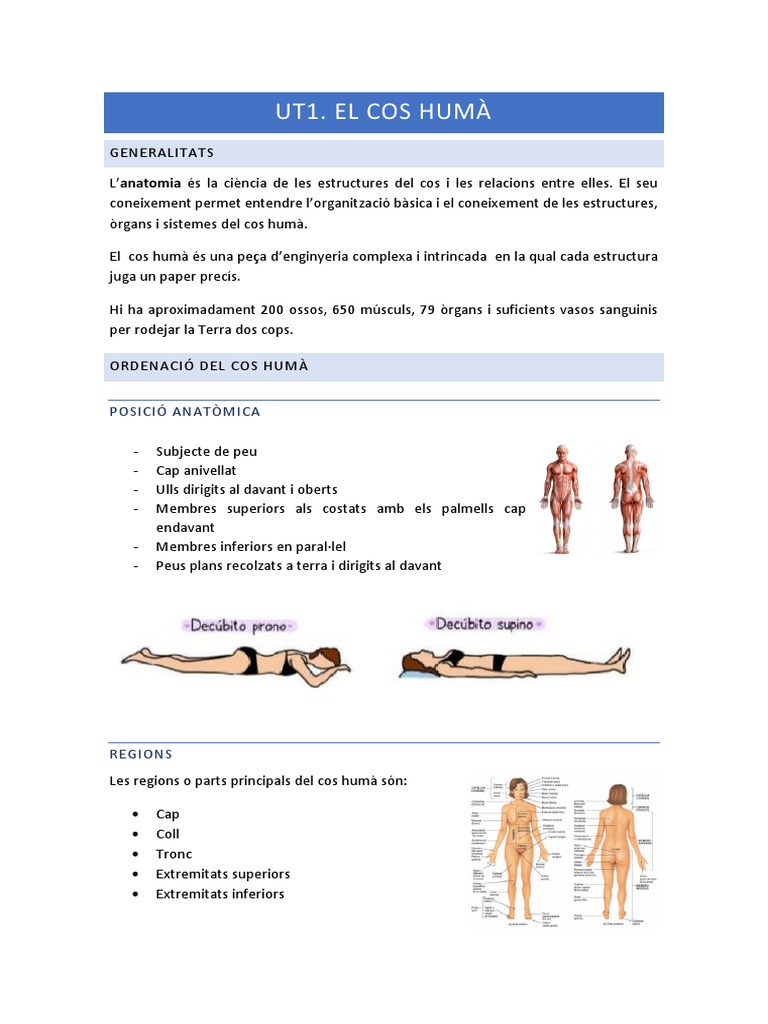 Anatomia. UT1 | PDF