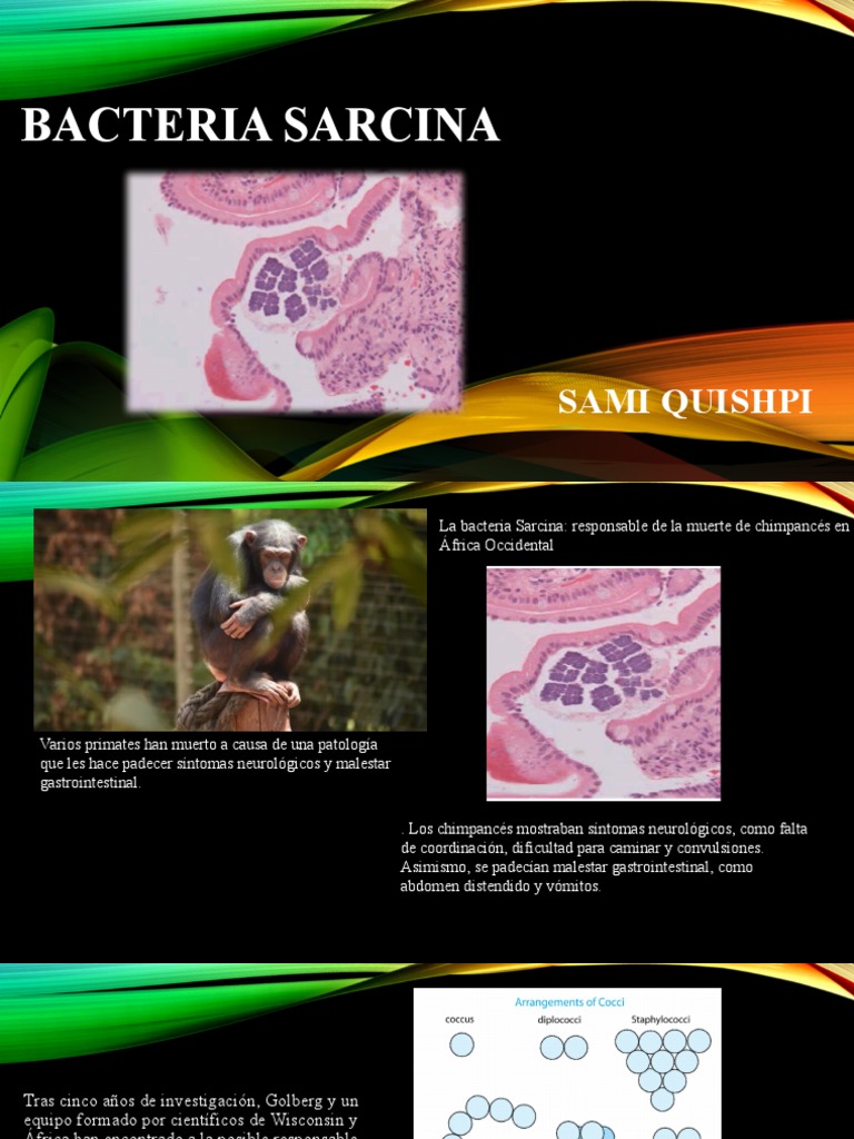 SARCINA | PDF