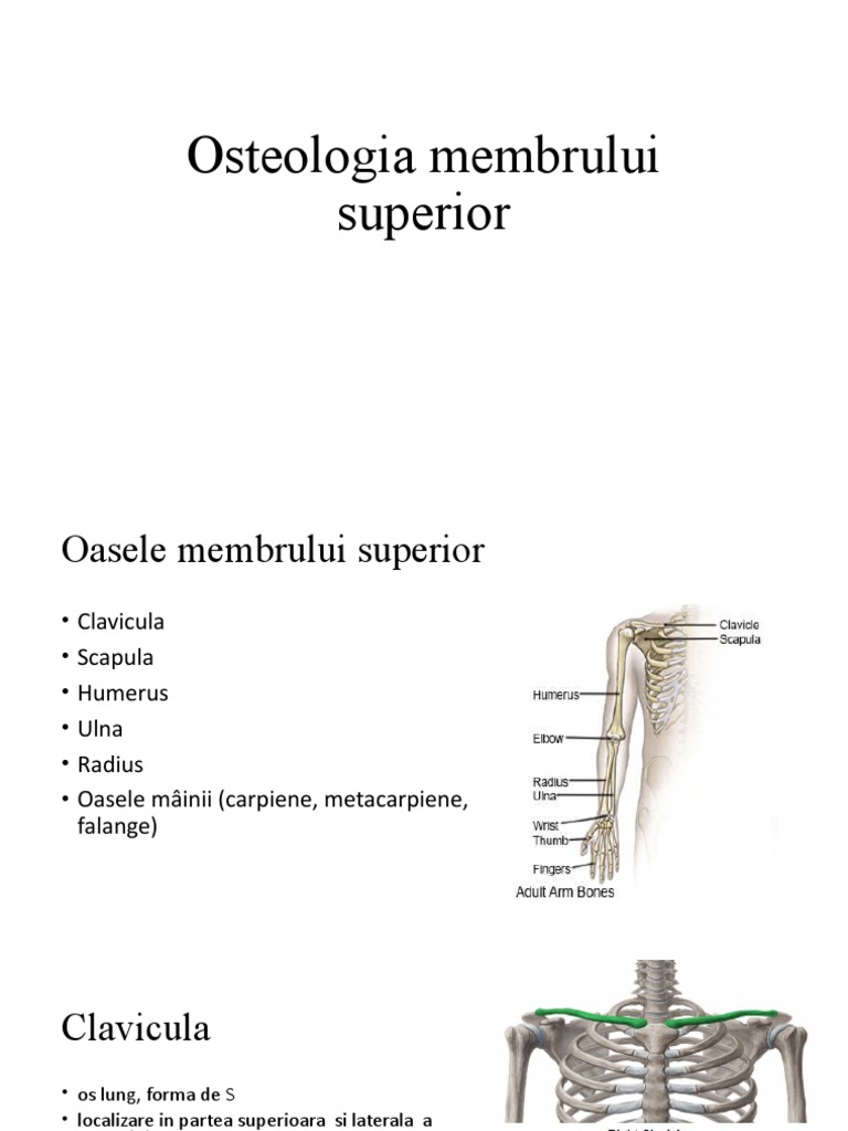 Anatomie Osteologia membrului superior | PDF