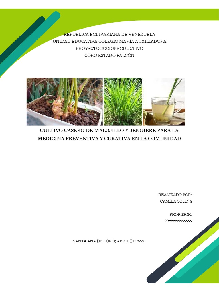 CULTIVO DE MALOJILLO Y JENGIBRE PARA LA MEDICINA FAMILIAR | PDF ...