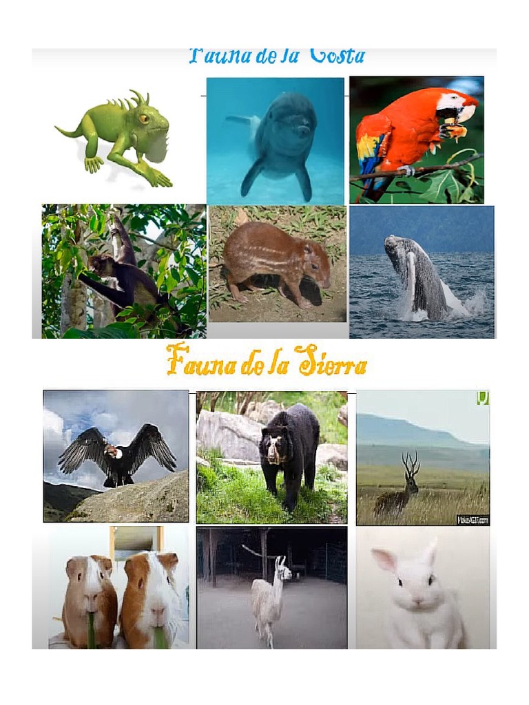 Fauna y Flora Del Ecuador | PDF
