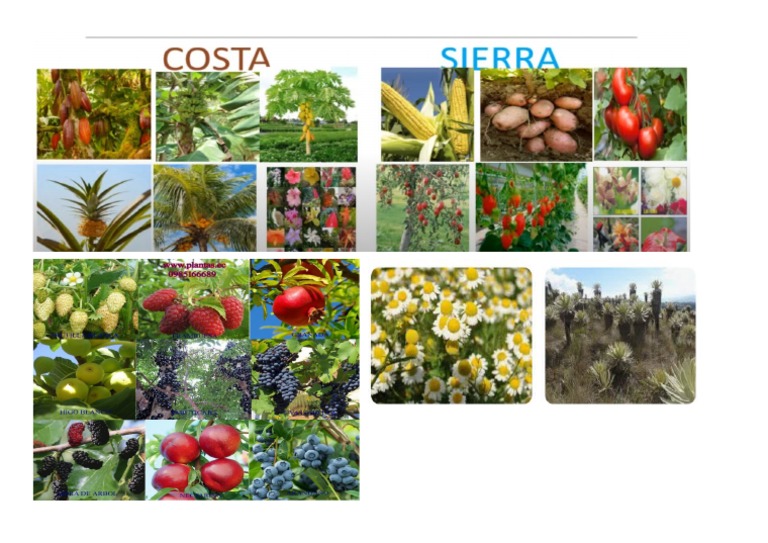 Flora de Costa y Sierra Ecu | PDF