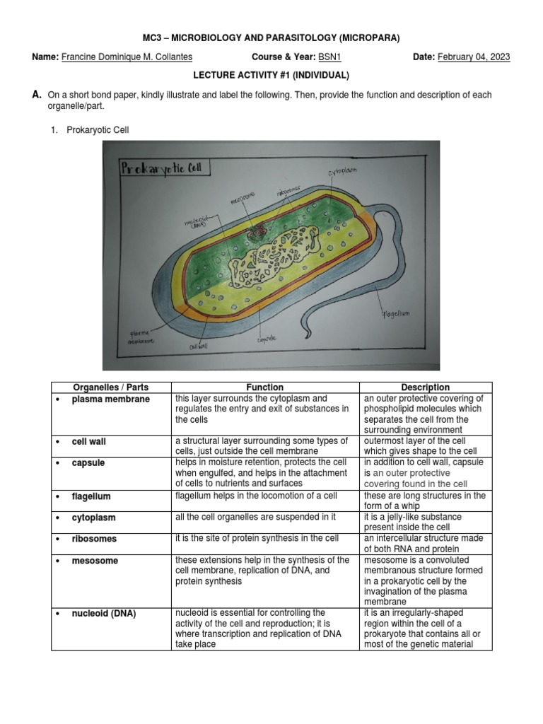 Microbiology and Parasitology (Micropara) Lecture Activity #1 ...