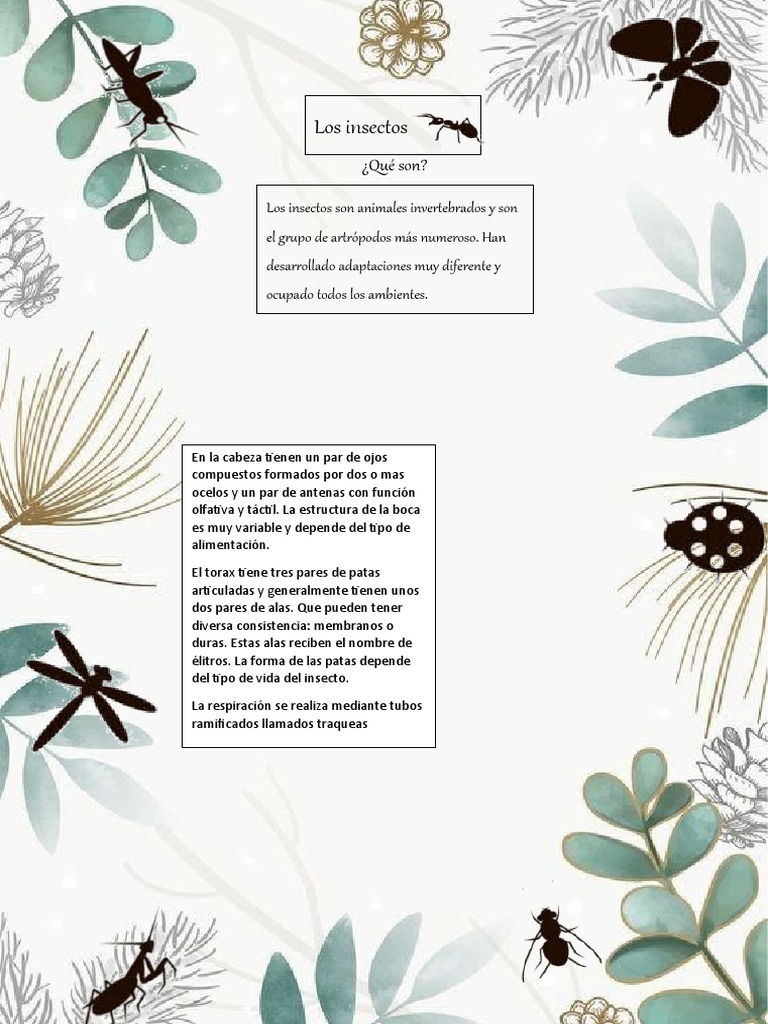 Organizador de Insectos | PDF | Ciencia y matemáticas