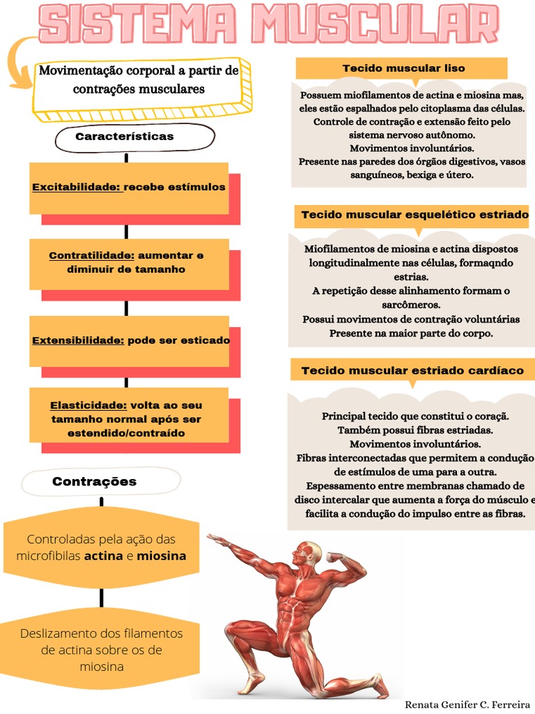 Mapa Mental - 4 Sistema Muscular | PDF
