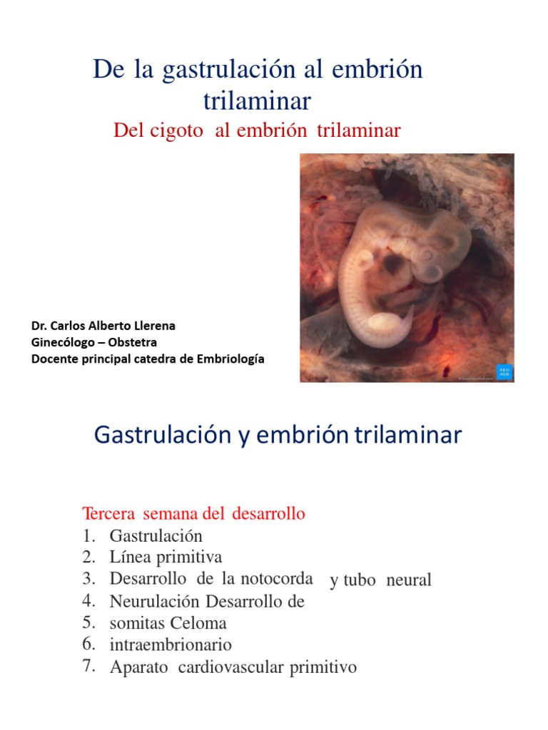 Embrio 4 - de Gastrulación Al Embrión Trilaminar 2022 | PDF | Embrión ...