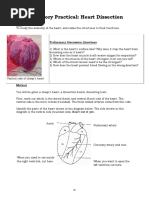 Heart Dissection Rubric | PDF