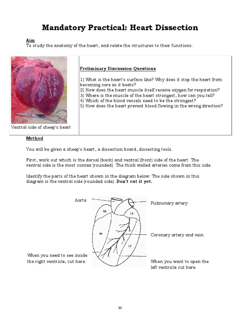 Heart Dissection PDF | PDF | Heart | Ventricle (Heart)