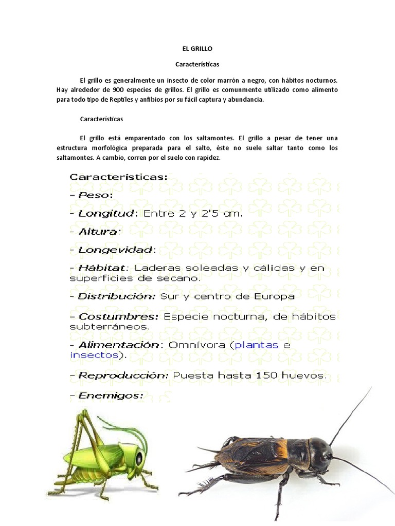 El Grillo | PDF