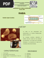 Rabia Paralítica Bovina | PDF | Rabia | Especialidades Medicas