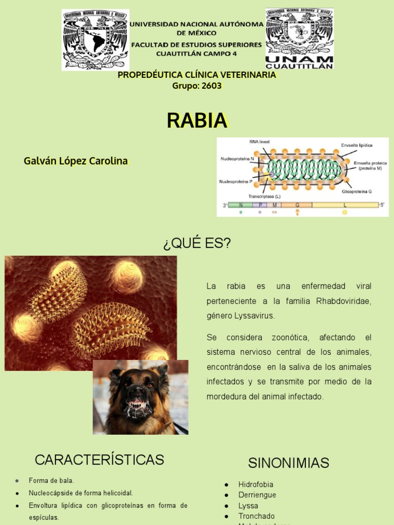 RABIA | PDF | Rabia | Virus