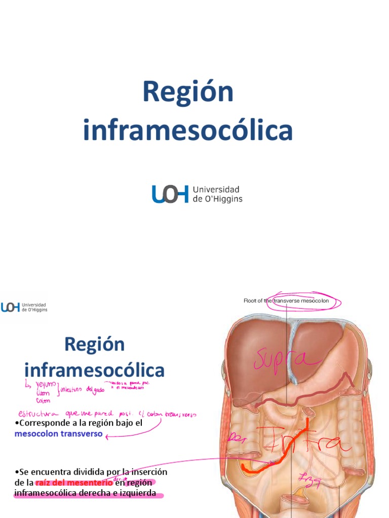 Clase - Region - Inframesocolica 1 PDF | PDF | Intestino grueso ...