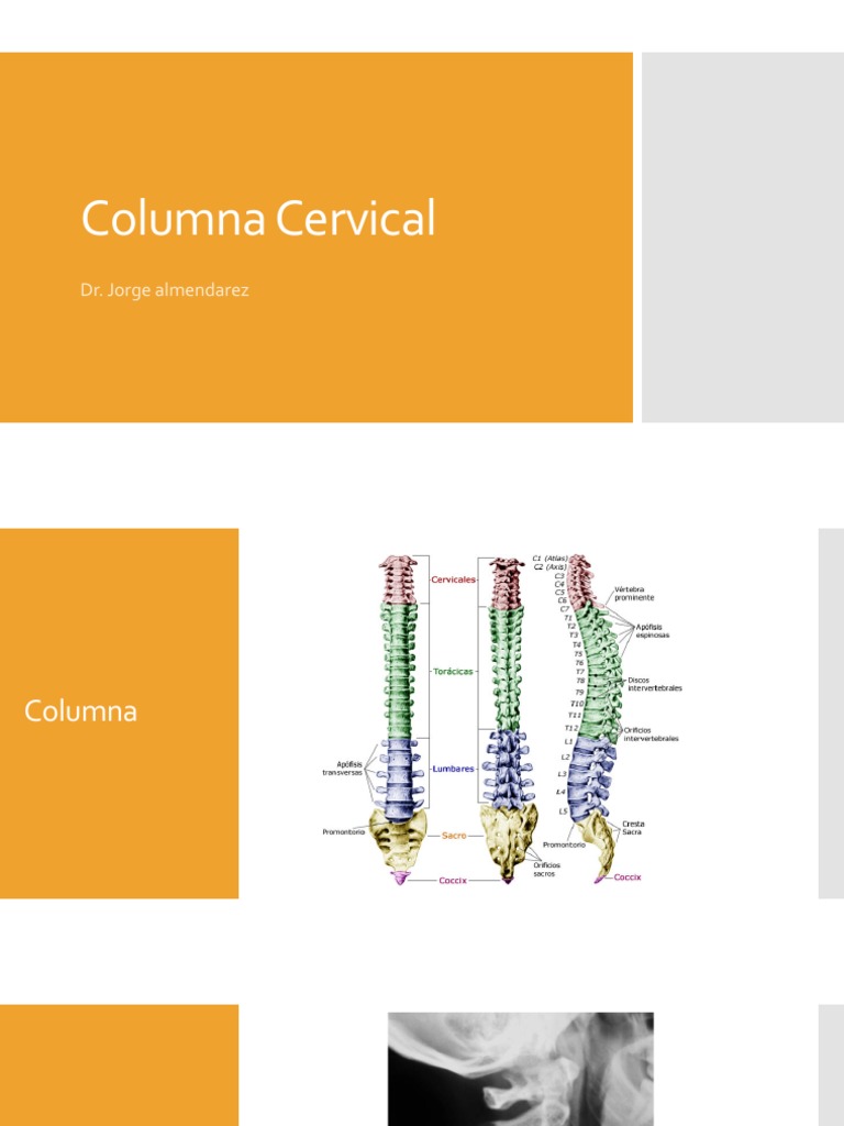Columna Cervical PDF | PDF