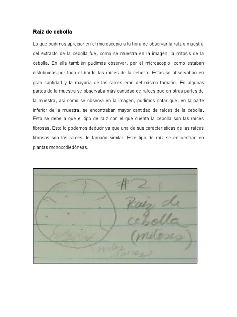 Raíz de Cebolla | PDF