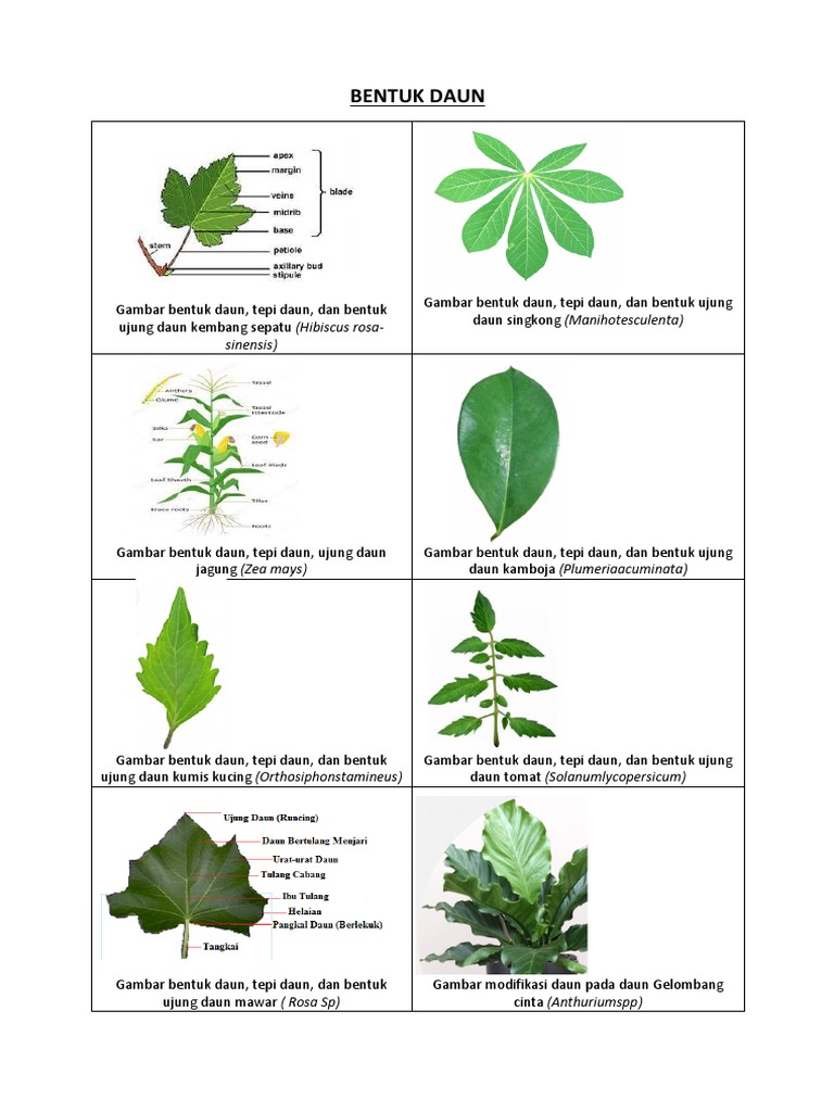 Bentuk Daun | PDF | Seni & Disiplin Bahasa