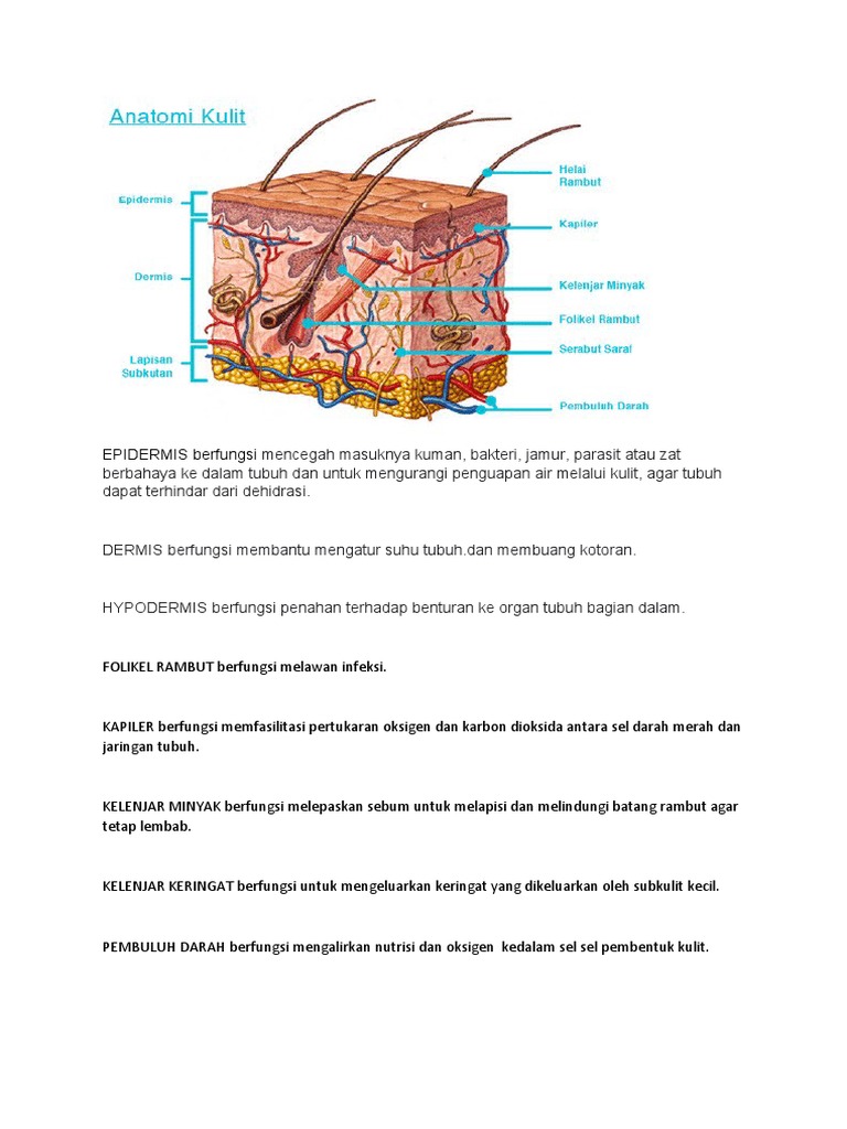 Anatomi Kulit | PDF | Griya & Taman | Kesehatan Holistik