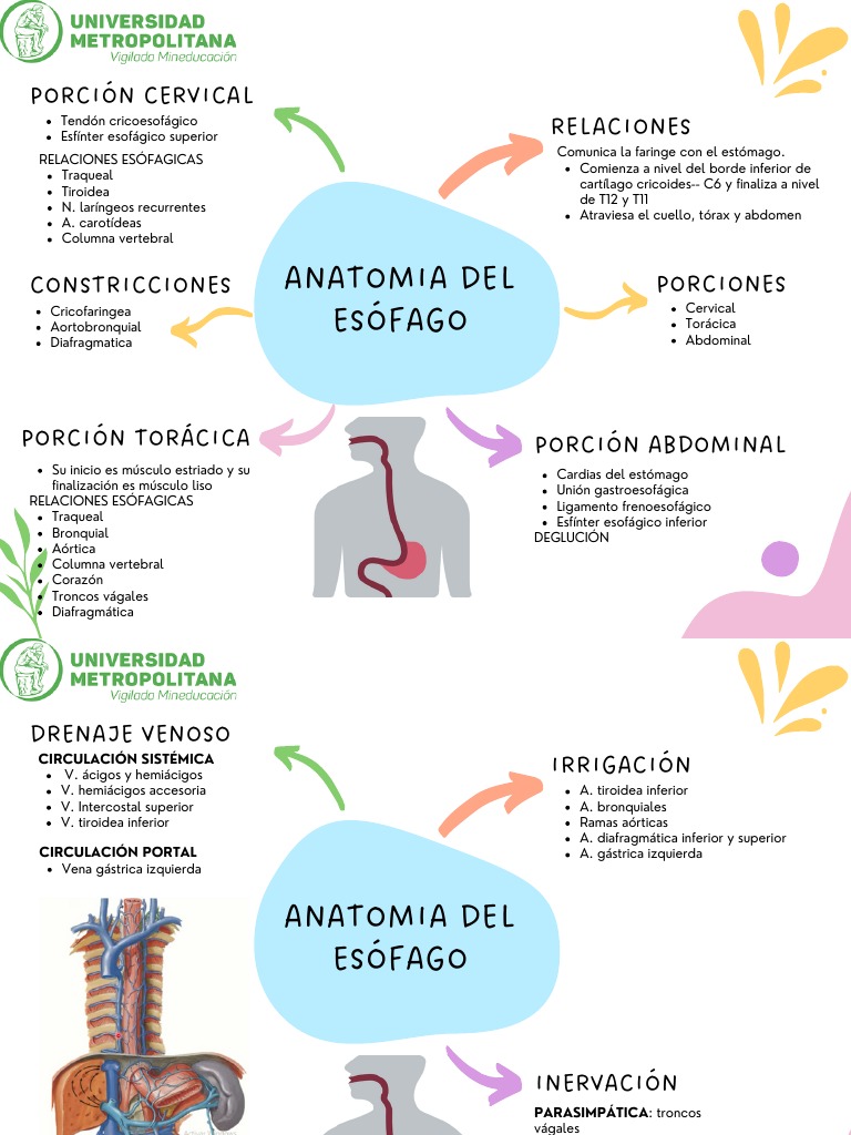 Anatomia Del Esófago y Estomago | PDF | Estómago | Abdomen