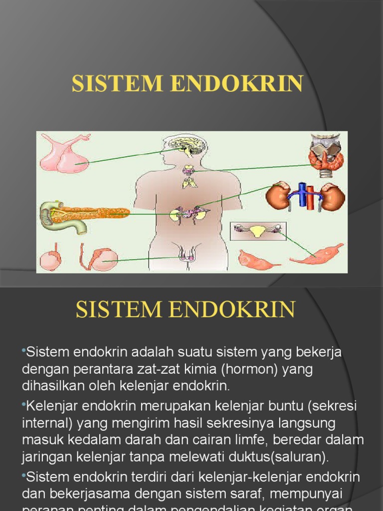Anatomi Sistem Endokrin PPT | PDF