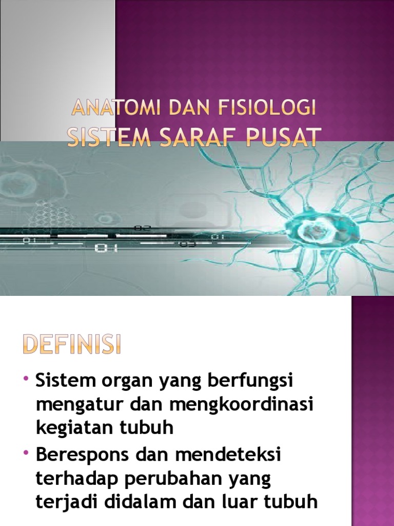 Anatomi Dan Fisiologi Sistem Saraf | PDF