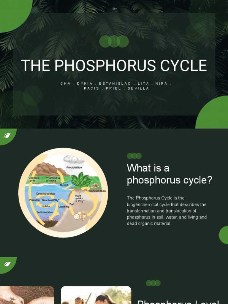 Phosphorus Cycle | PDF | Soil | Phosphorus