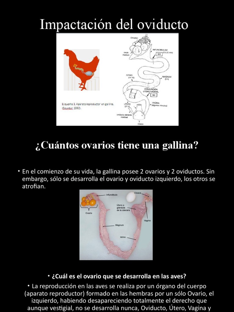 Impactación del Oviducto en Gallinas | PDF