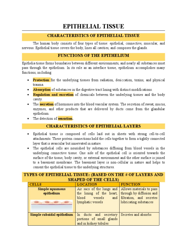 Epithelial Tissue | PDF | Epithelium | Human Anatomy