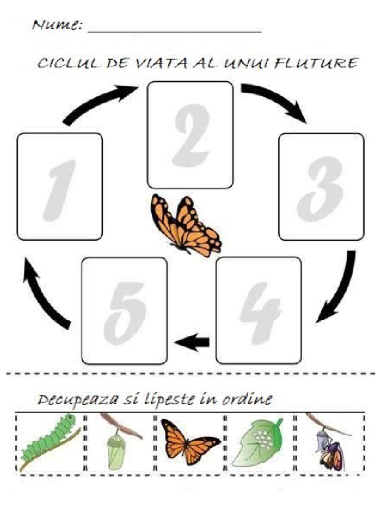 Ciclu Viata Fluture | PDF